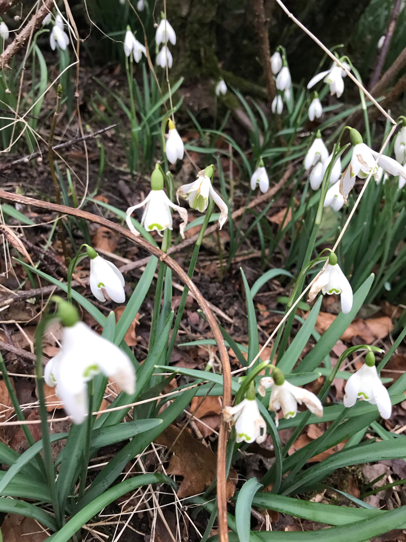 Signs of Spring – Living Wild Studios