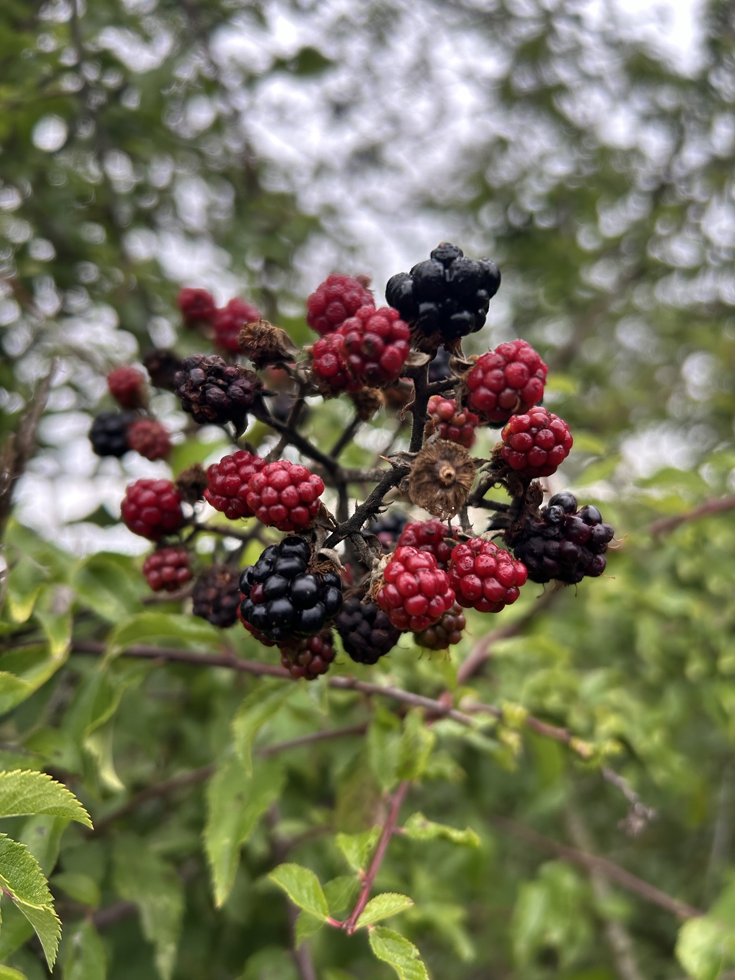 bramble bunches of joy – Living Wild Studios